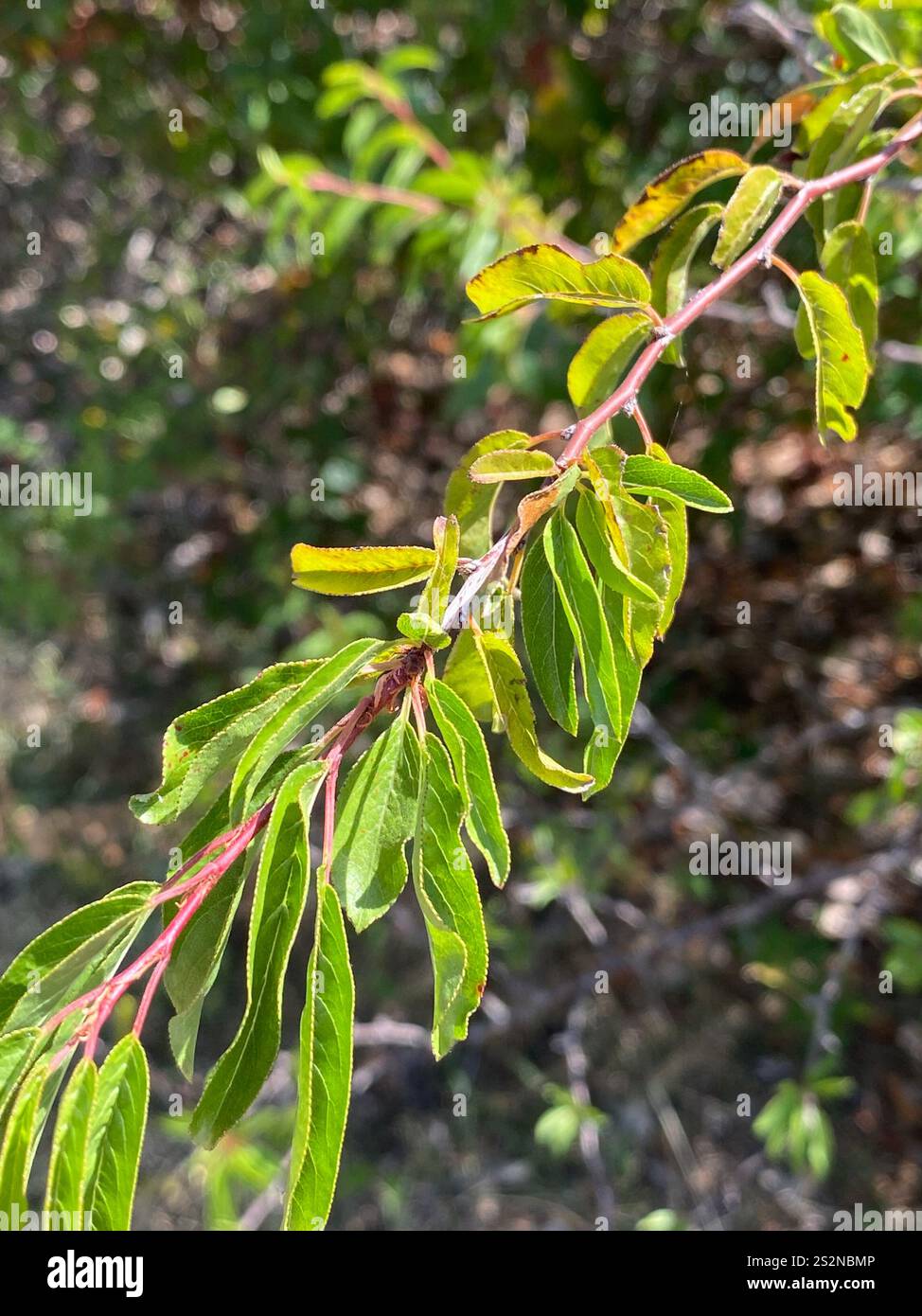 Chickasaw plum (Prunus angustifolia Stock Photo - Alamy