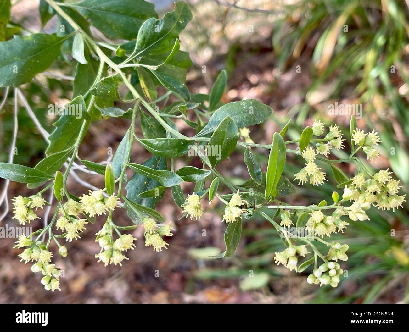 groundsel tree (Baccharis halimifolia Stock Photo - Alamy