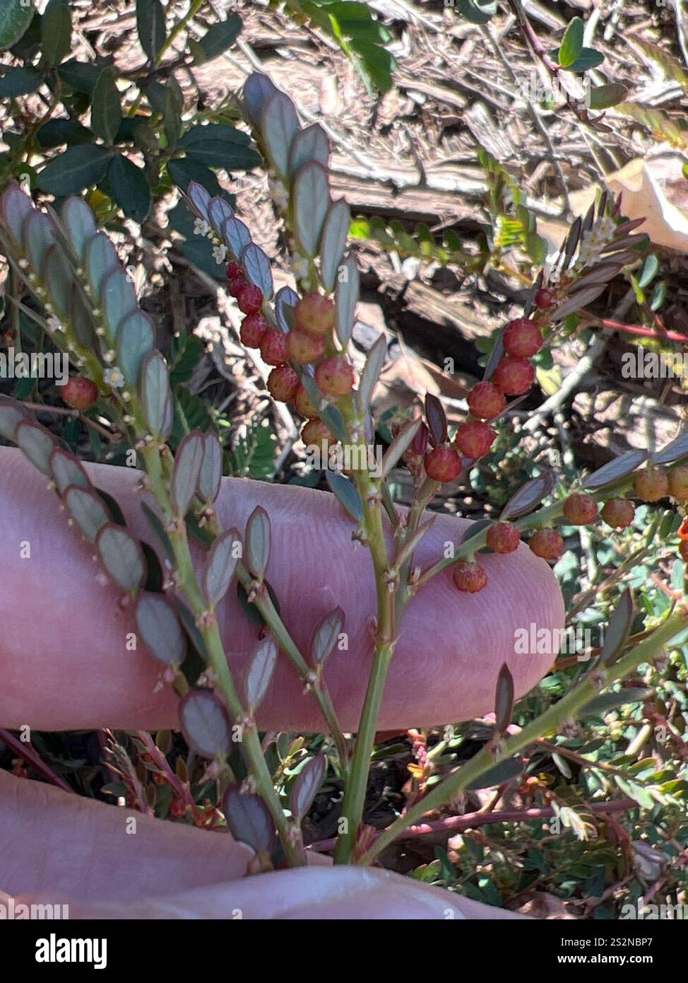 Chamberbitter (Phyllanthus urinaria Stock Photo - Alamy