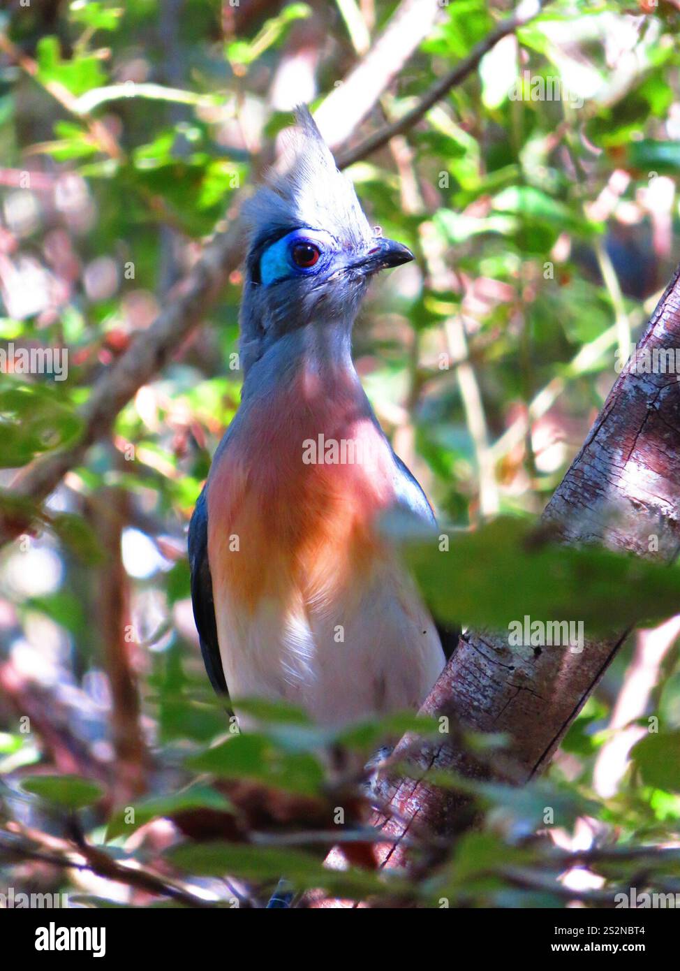 Crested Coua (Coua cristata Stock Photo - Alamy