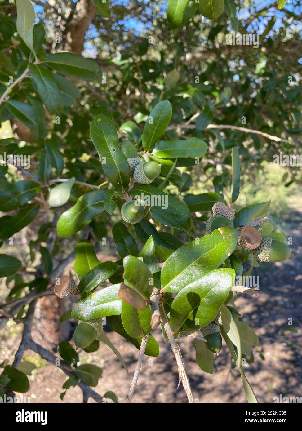 Texas live oak (Quercus fusiformis Stock Photo - Alamy