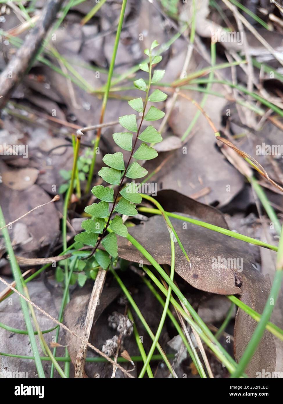 Screw Fern (Lindsaea linearis Stock Photo - Alamy