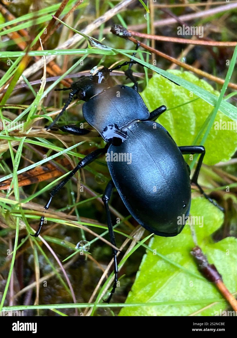 smooth ground beetle (Carabus glabratus Stock Photo - Alamy