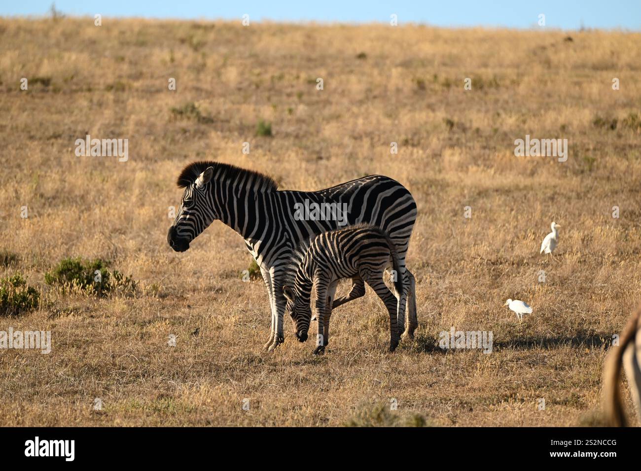 Zebra in wilderness africa hi-res stock photography and images - Alamy