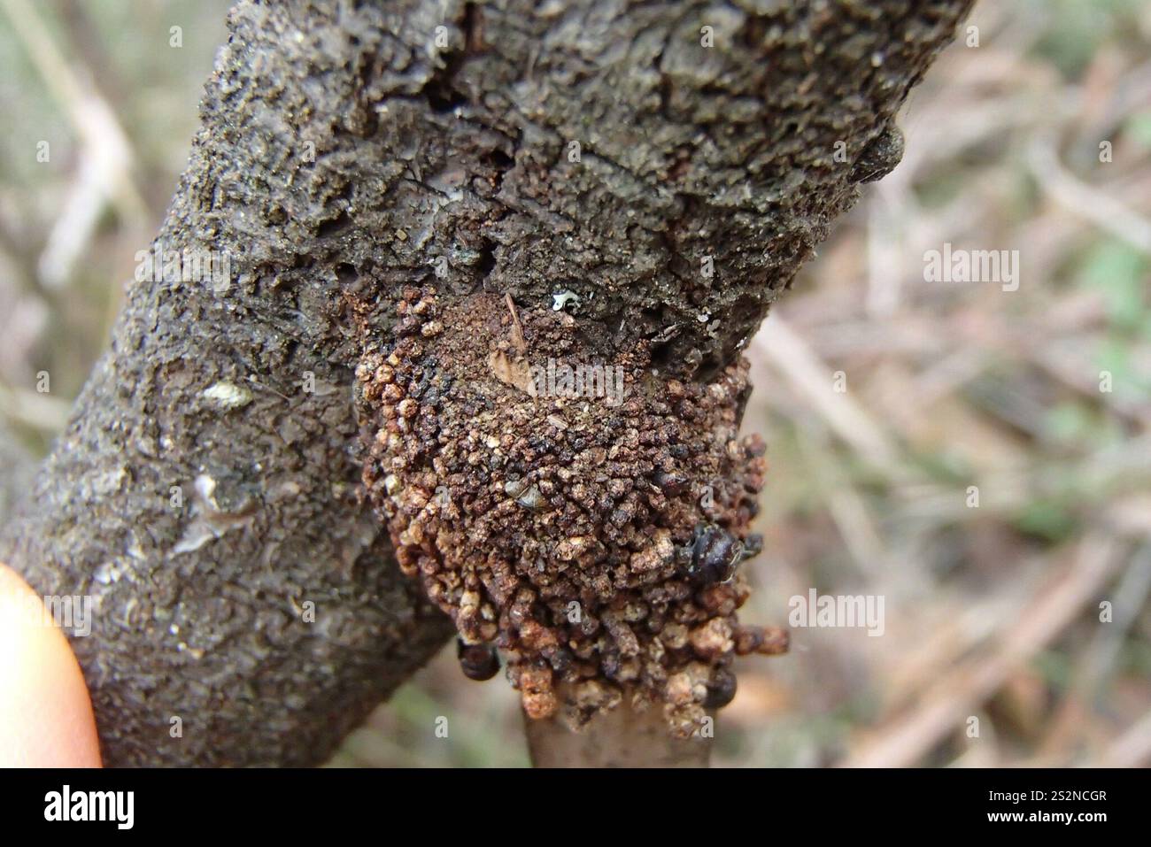 Timber Moths (Xyloryctidae Stock Photo - Alamy