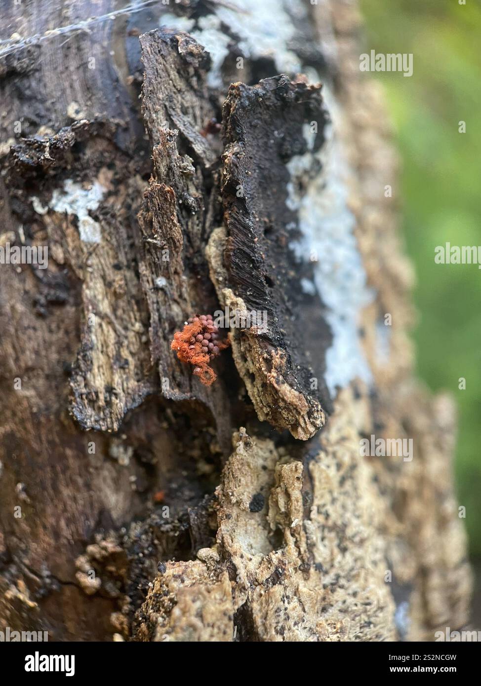 Wasp's Nest Slime Mold (Metatrichia vesparia Stock Photo - Alamy