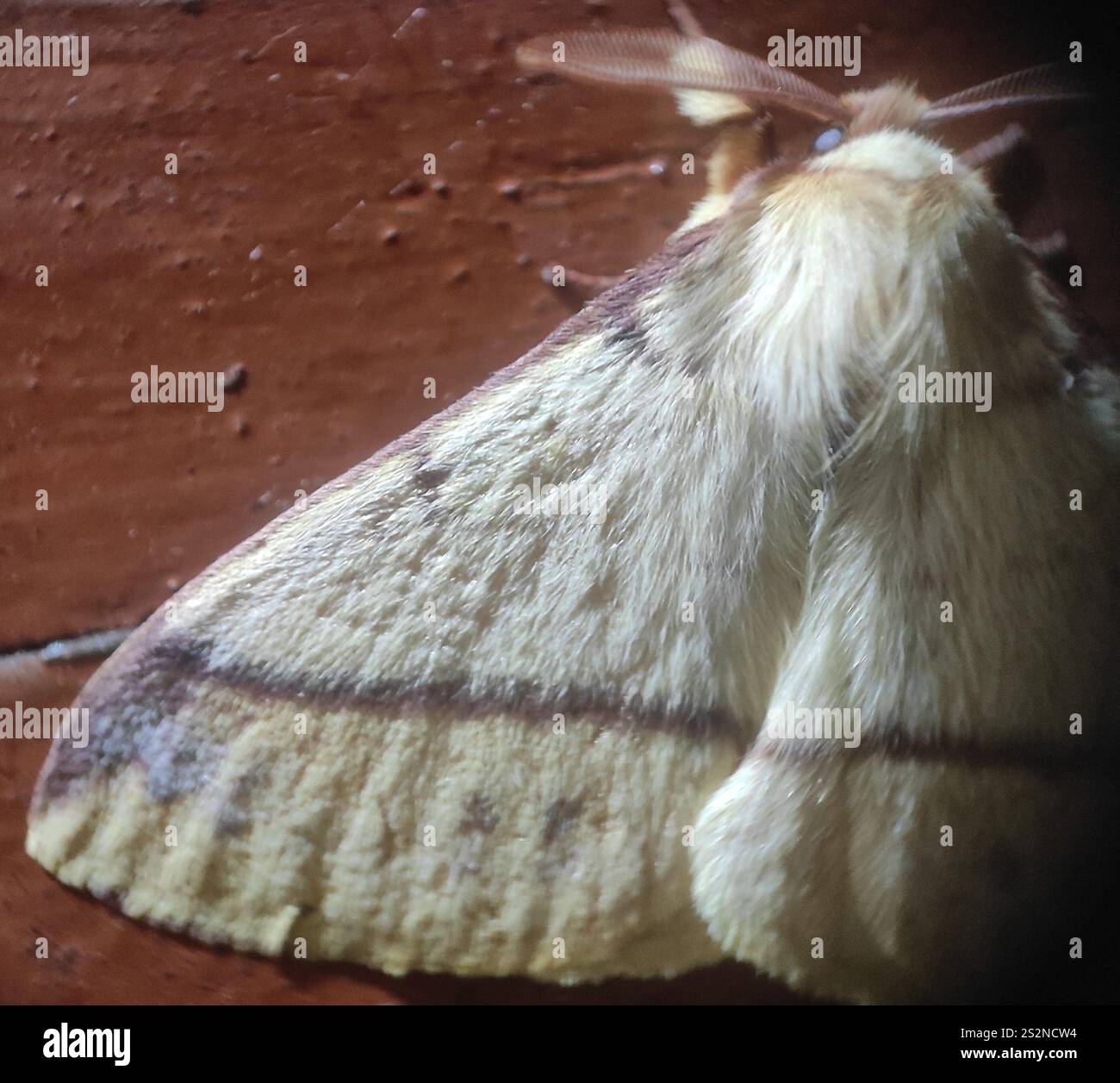 Monkey Moths (Eupterotidae Stock Photo - Alamy