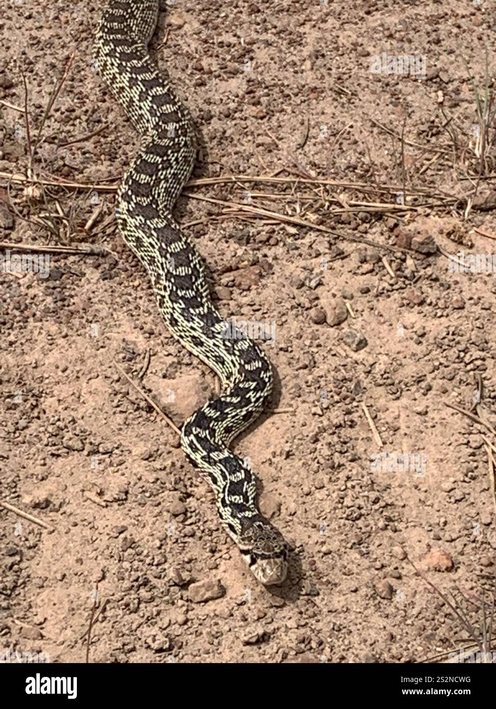 Gopher Snake (Pituophis catenifer Stock Photo - Alamy