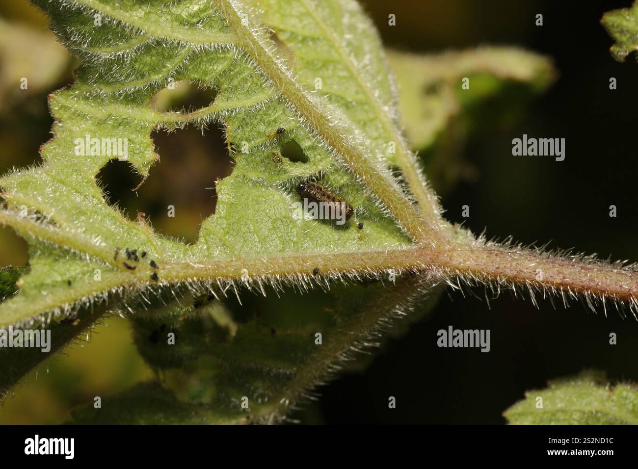 Celery leaf beetle (Phaedon tumidulus Stock Photo - Alamy