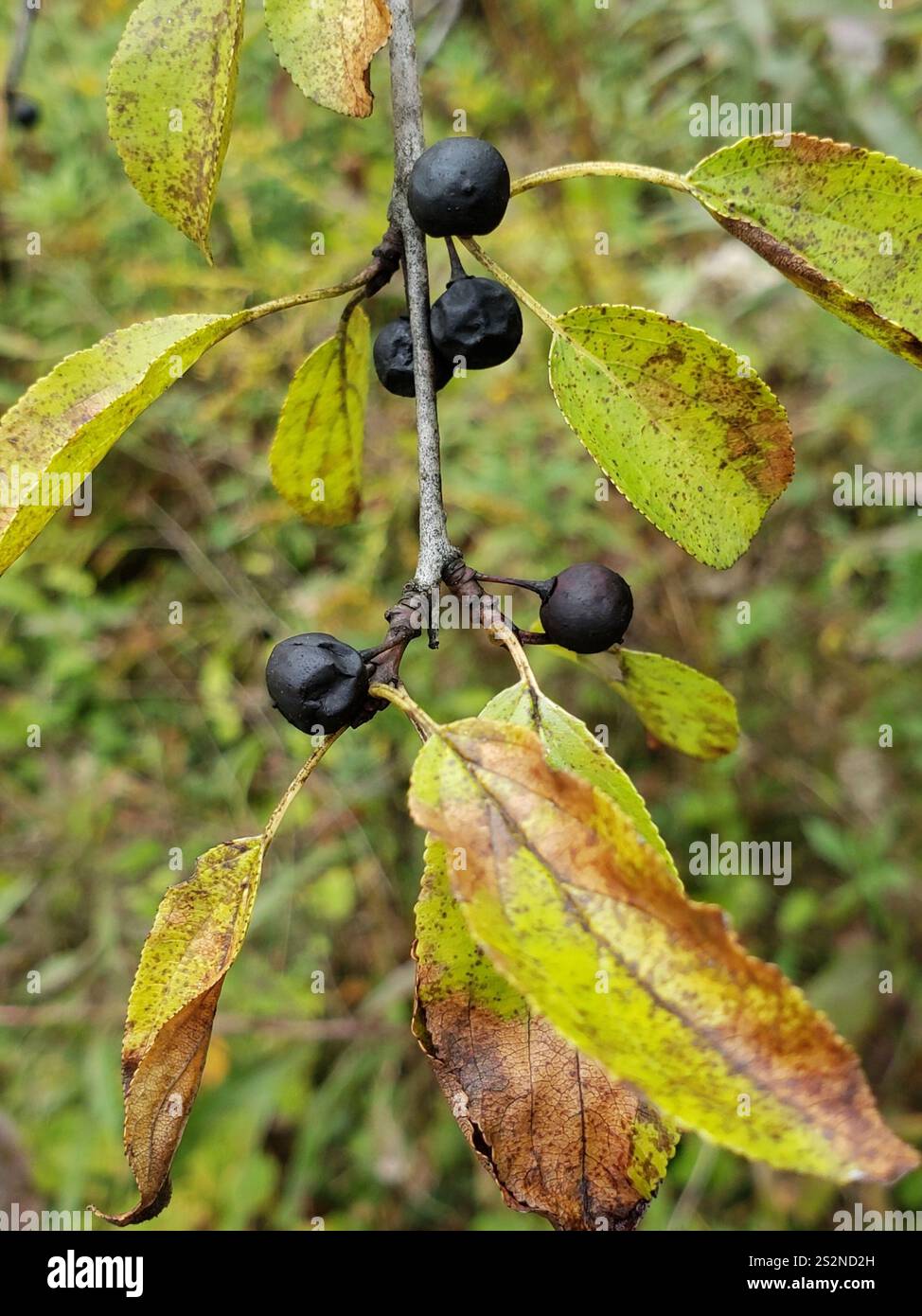 common buckthorn (Rhamnus cathartica Stock Photo - Alamy