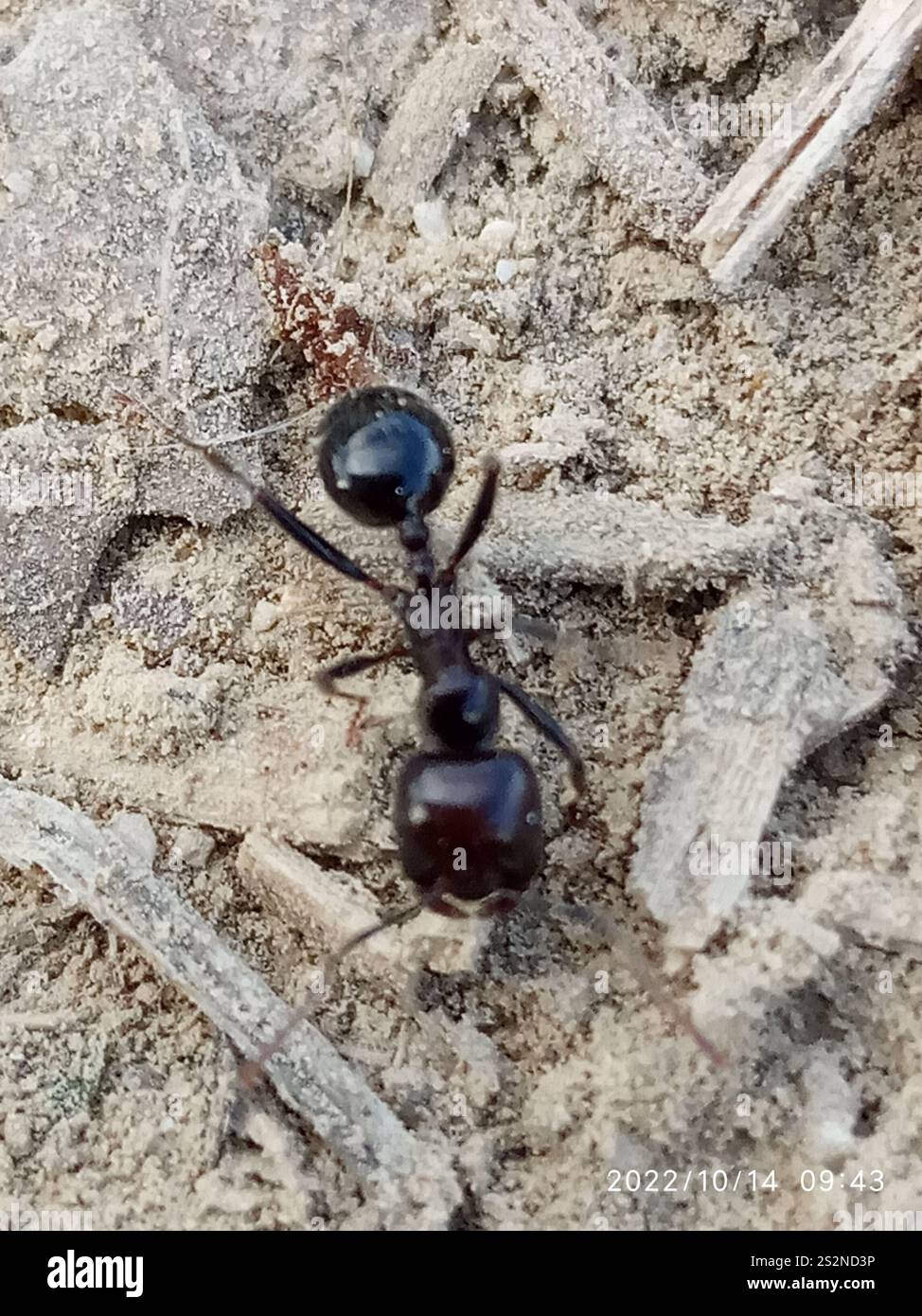 Messor barbarus hi-res stock photography and images - Alamy