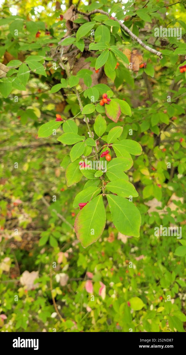 winged euonymus (Euonymus alatus Stock Photo - Alamy
