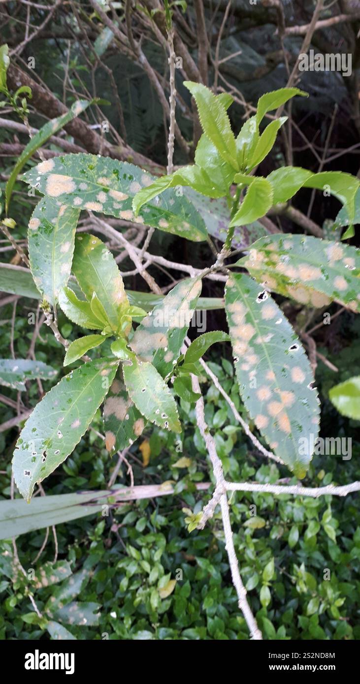 Mahoe Leafspot (Cephaleuros lagerheimii Stock Photo - Alamy