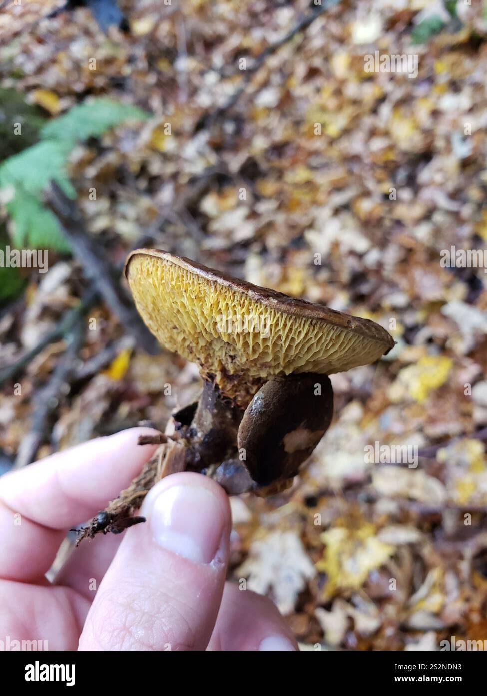 ash-tree bolete (Boletinellus merulioides Stock Photo - Alamy