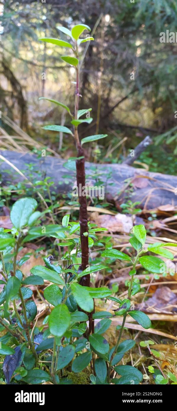 Huckleberry Broom Rust Fungus (Calyptospora columnaris Stock Photo - Alamy