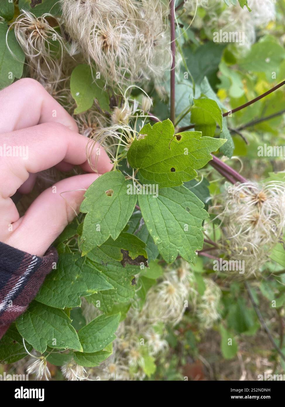 virgin's-bower (Clematis virginiana Stock Photo - Alamy