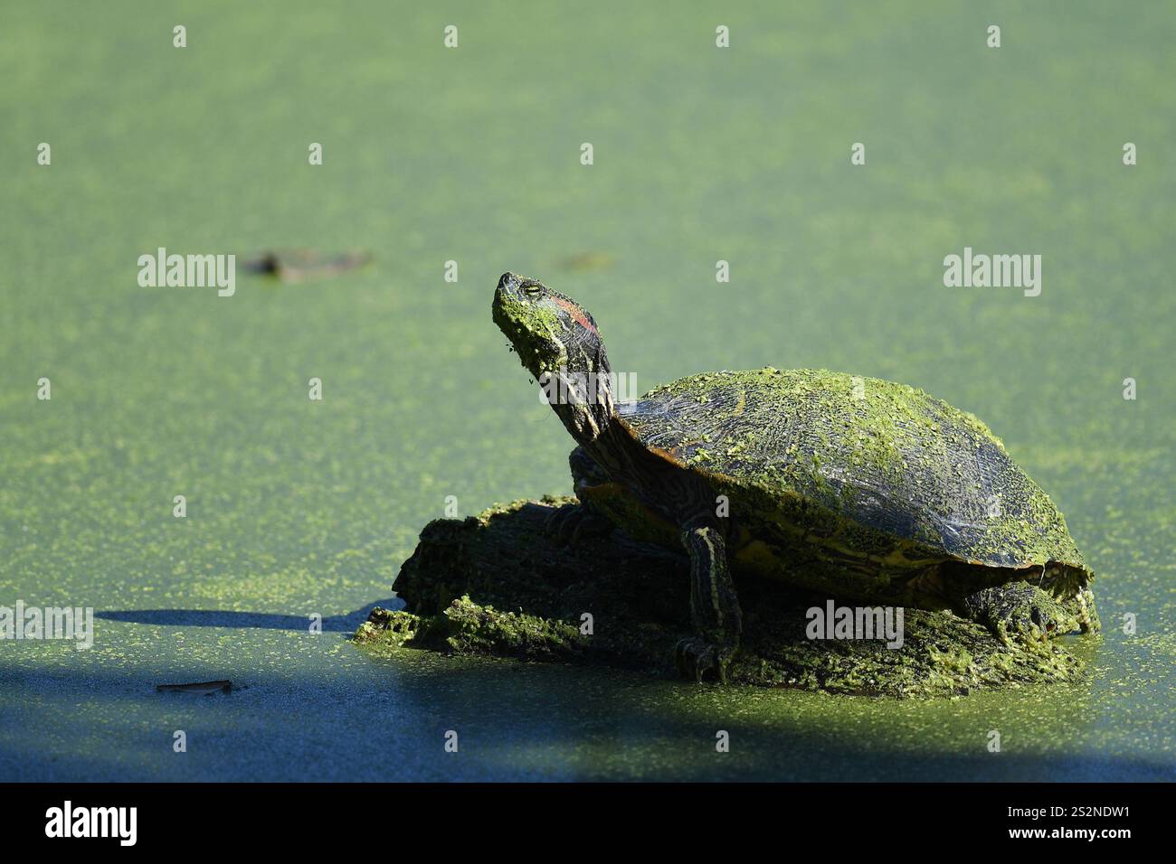 Red-eared Slider (Trachemys scripta elegans Stock Photo - Alamy