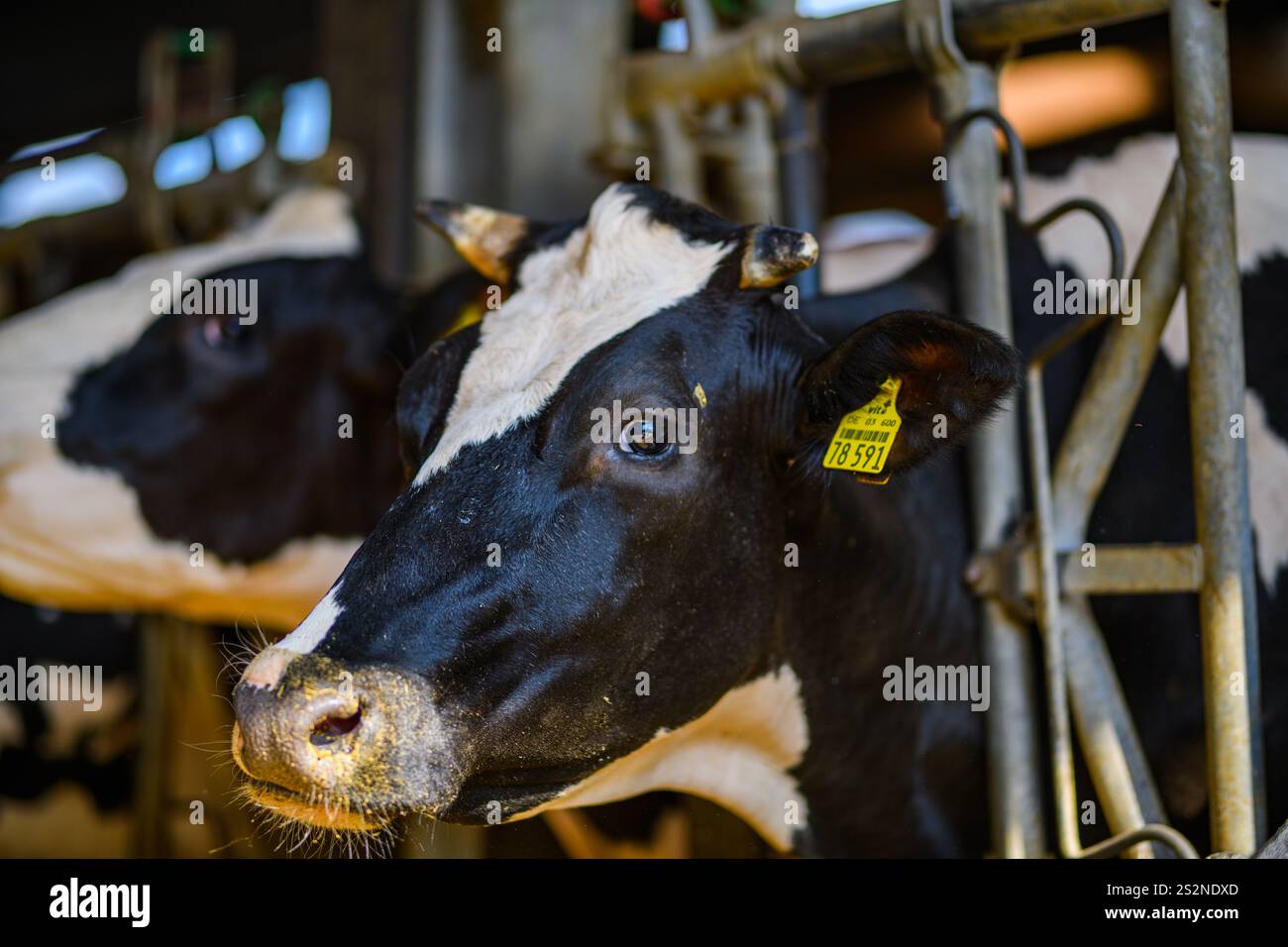 Milk farm. Cow factory. Agriculture industry, farming. People and ...
