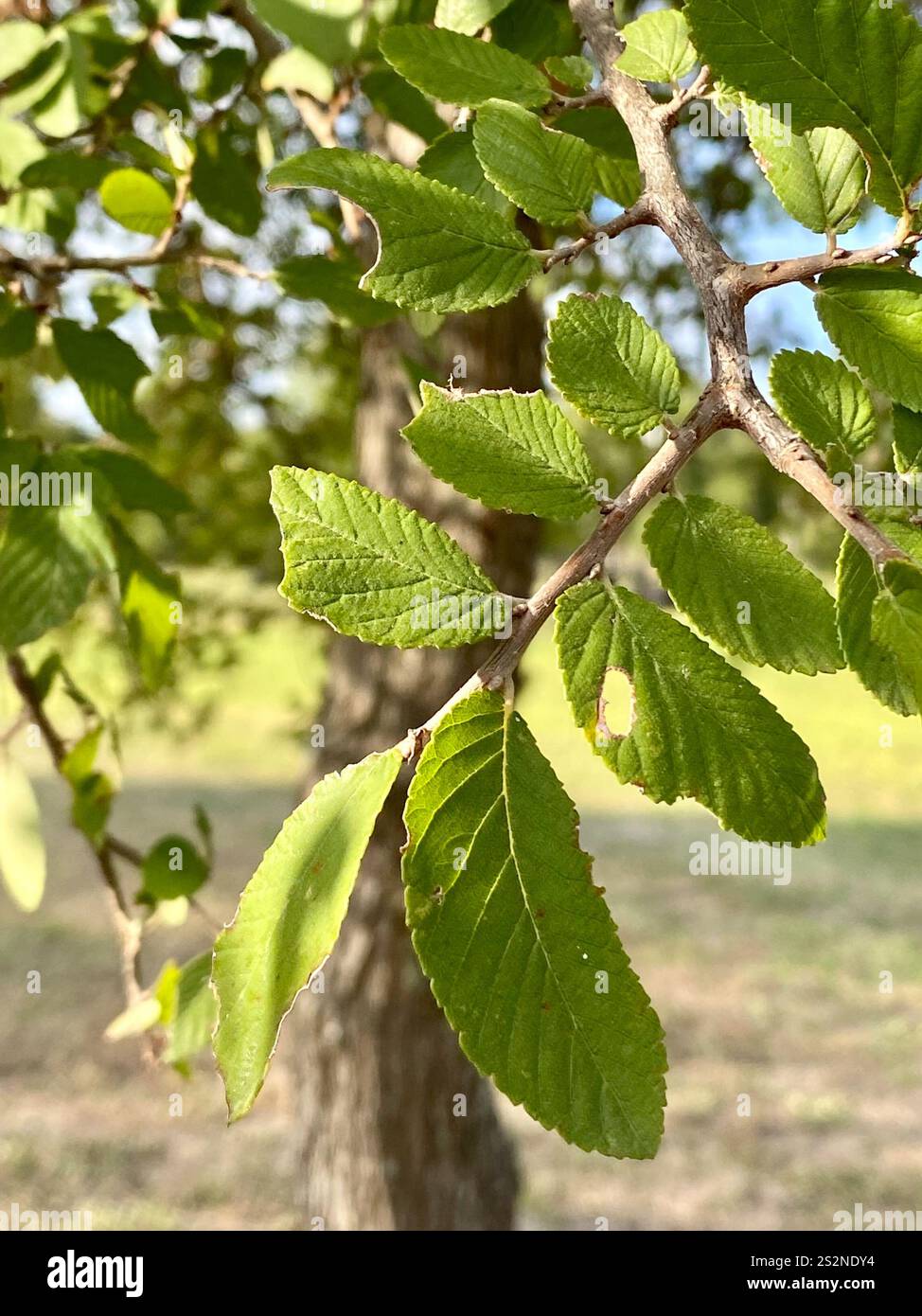 Cedar Elm (Ulmus crassifolia Stock Photo - Alamy