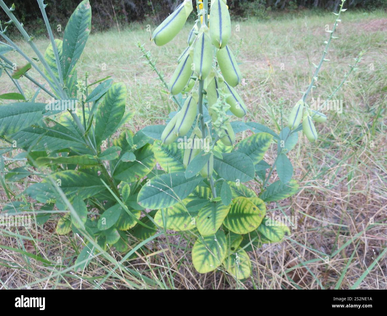 Showy Rattlebox (Crotalaria spectabilis Stock Photo - Alamy