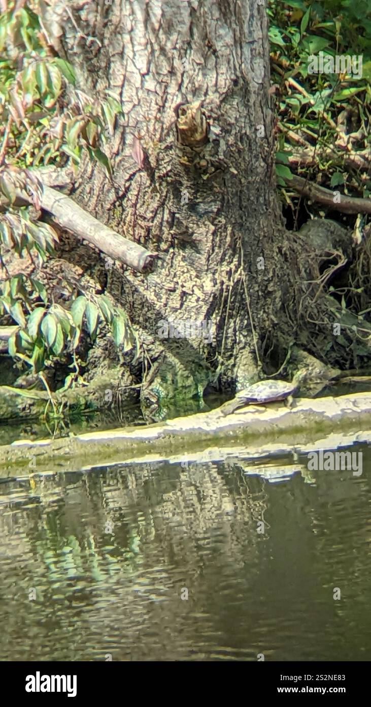 Northern Map Turtle (Graptemys geographica Stock Photo - Alamy