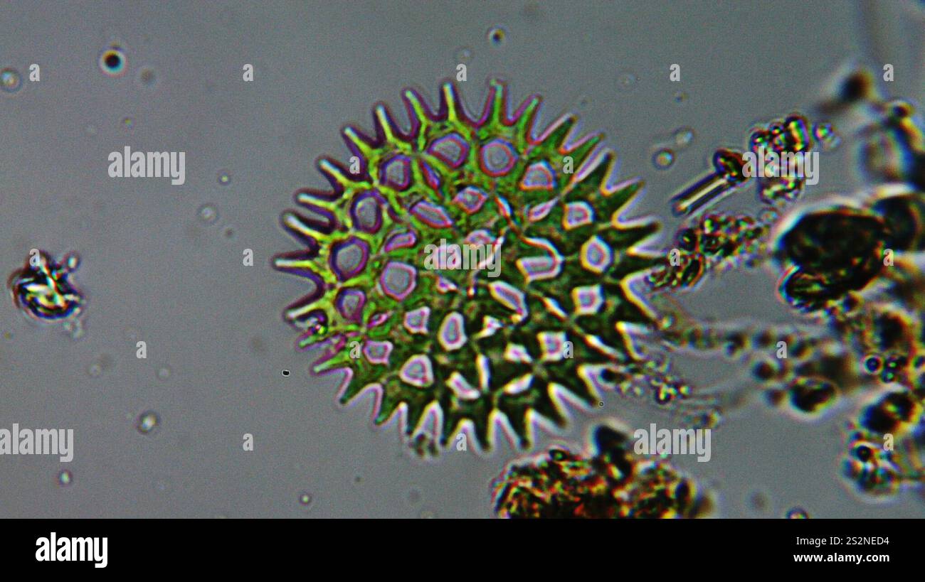 Pediastrum hi-res stock photography and images - Alamy