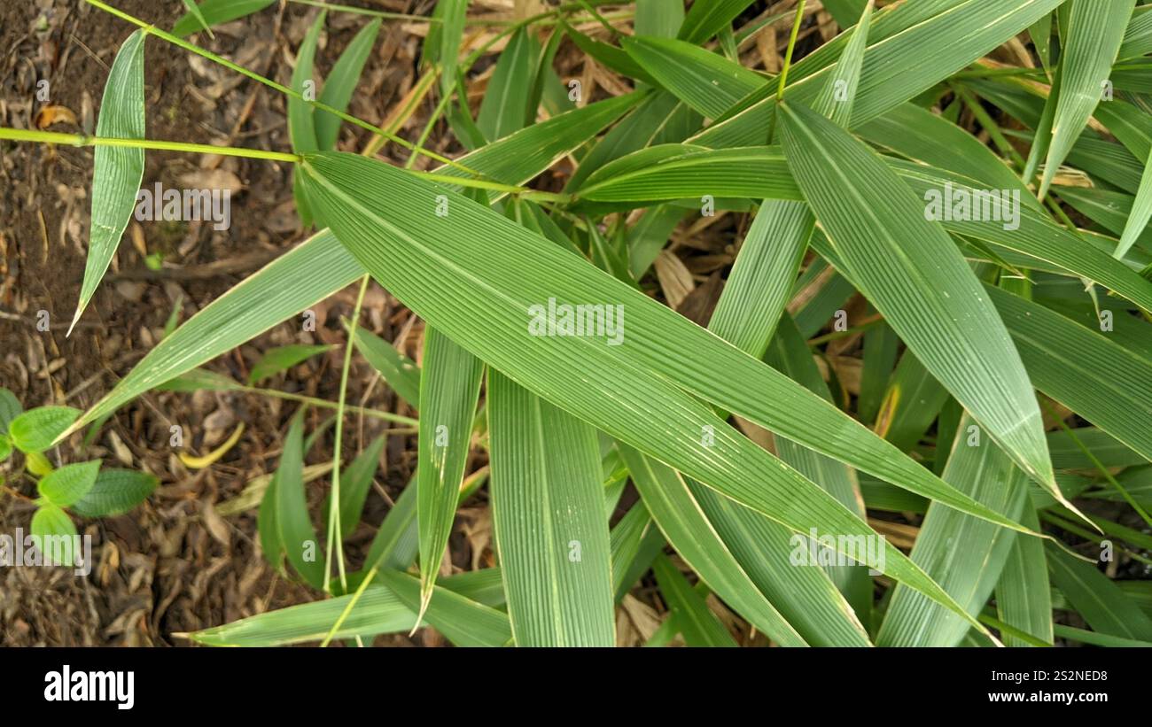 Palmgrass (Setaria palmifolia Stock Photo - Alamy