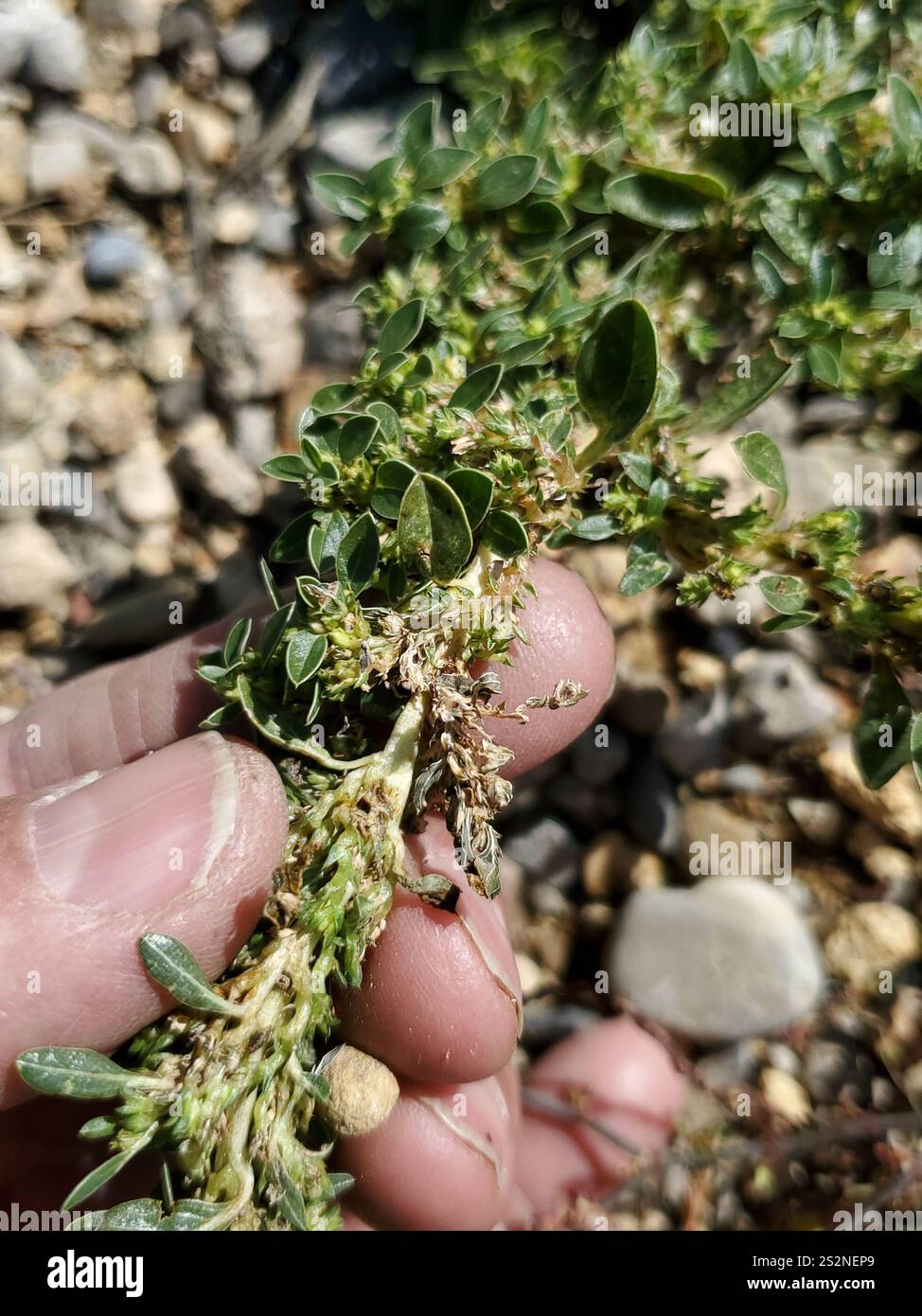 prostrate pigweed (Amaranthus albus Stock Photo - Alamy