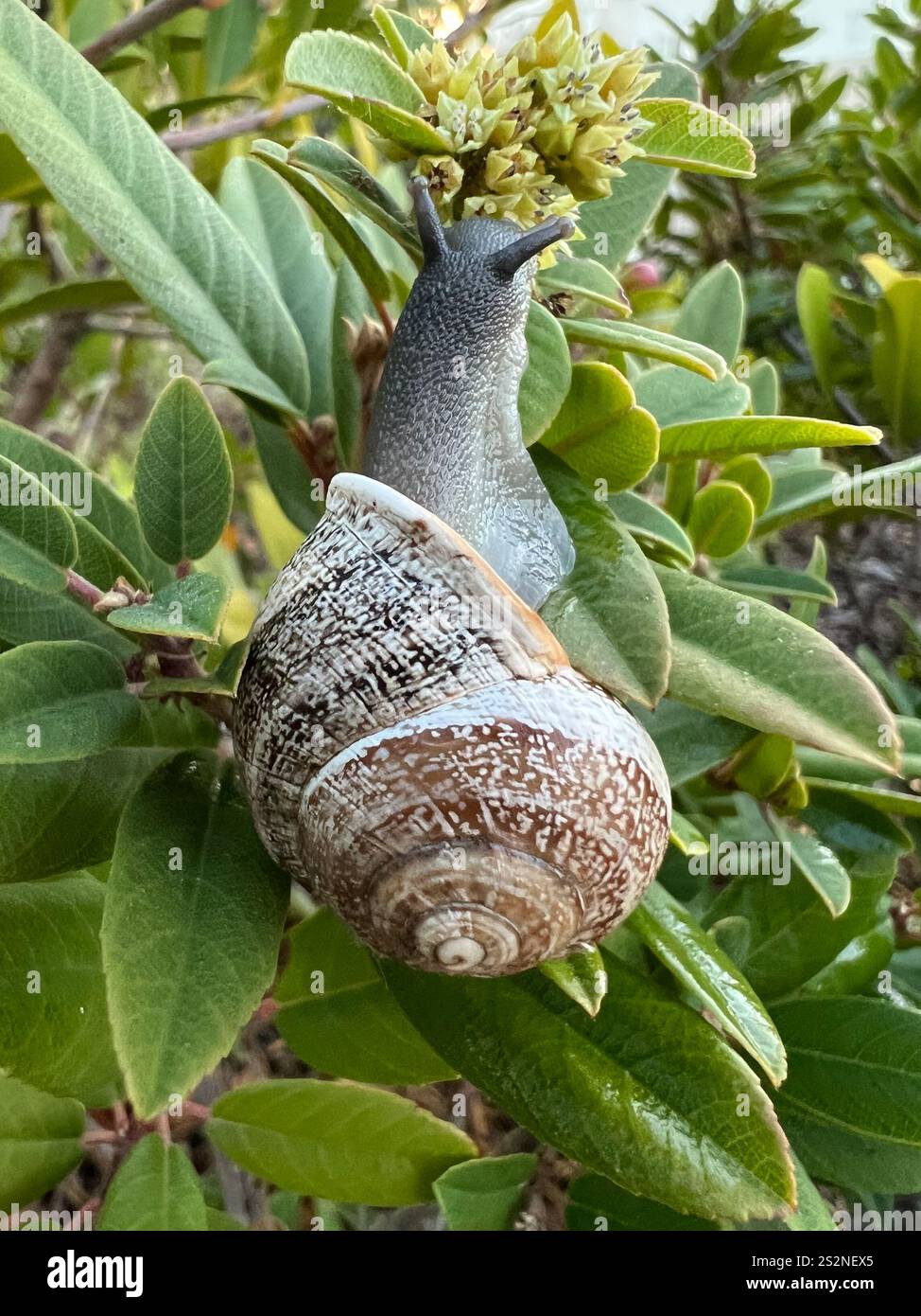 Milk Snail (Otala lactea Stock Photo - Alamy
