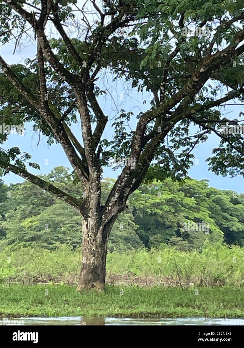Monkey pod tree (Samanea saman Stock Photo - Alamy