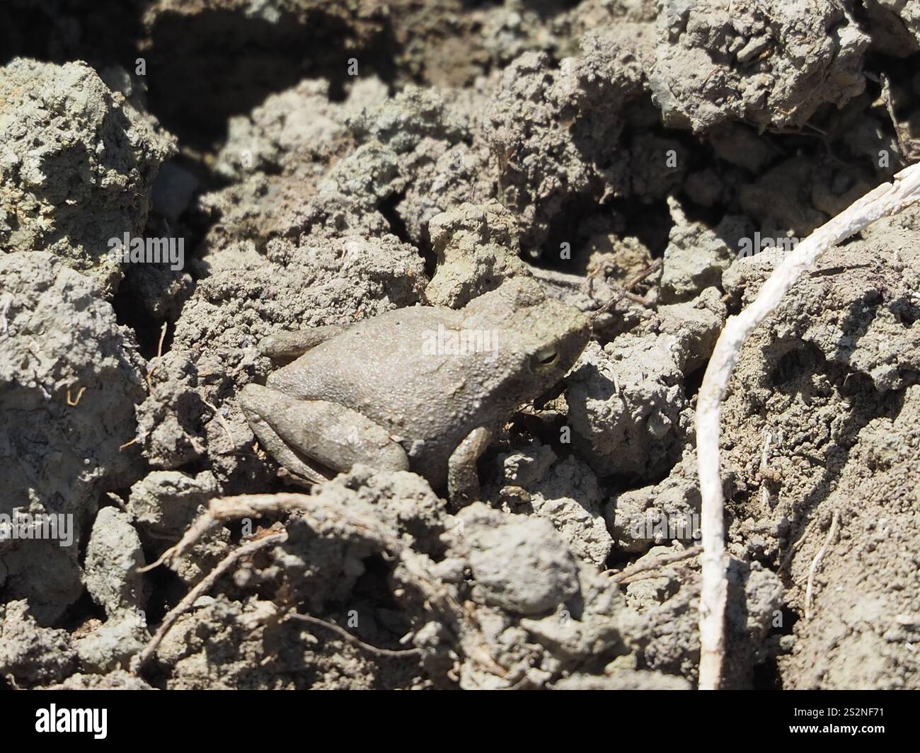 Ota's stream tree frog (Buergeria otai Stock Photo - Alamy