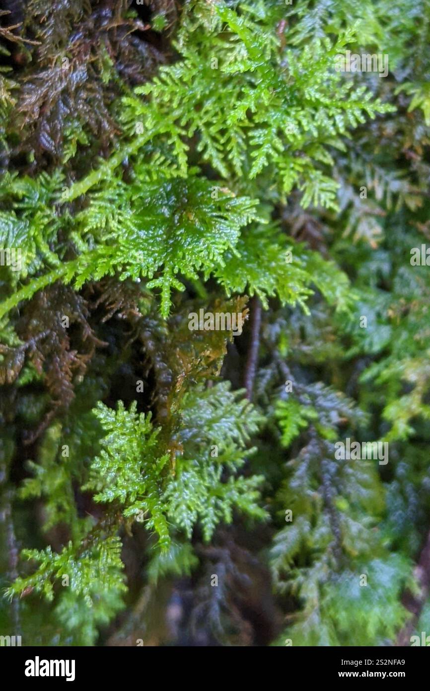 fern mosses (Thuidium Stock Photo - Alamy