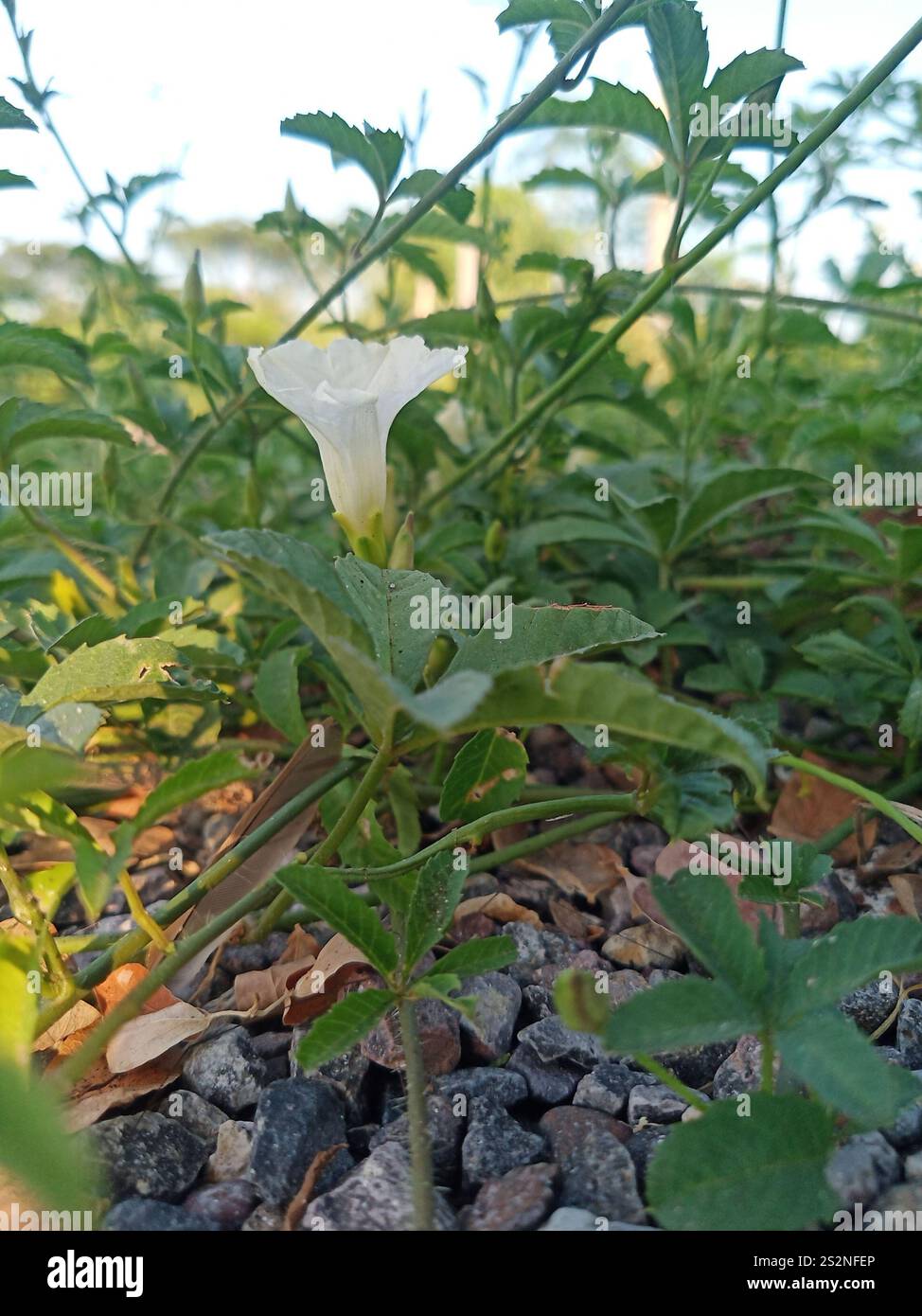 Rock Rosemary (Distimake quinquefolius Stock Photo - Alamy