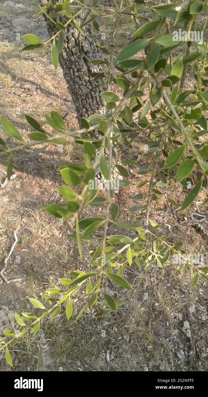 Common White Quebracho (Aspidosperma quebracho-blanco Stock Photo - Alamy