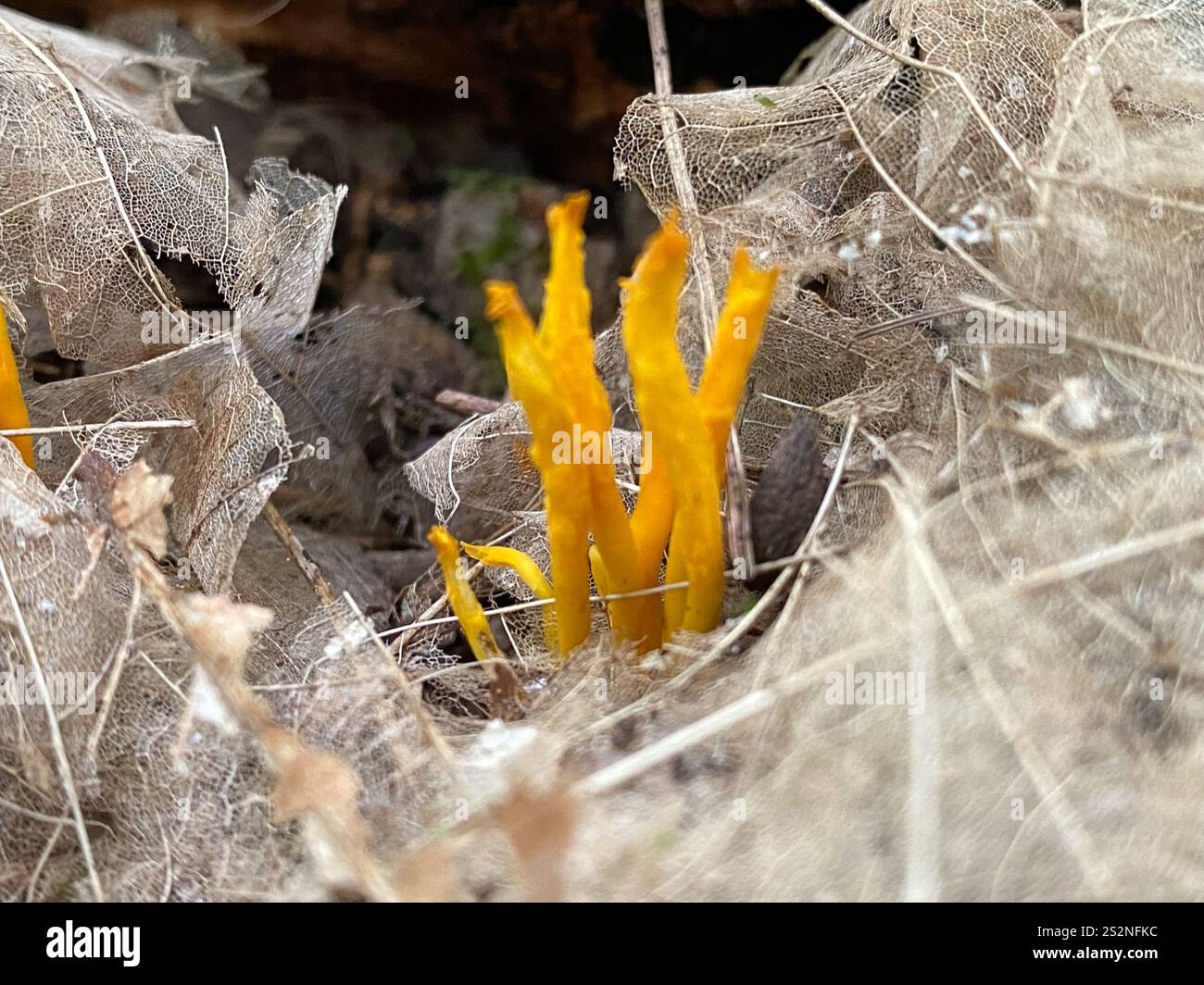Golden Spindles (Clavulinopsis fusiformis Stock Photo - Alamy