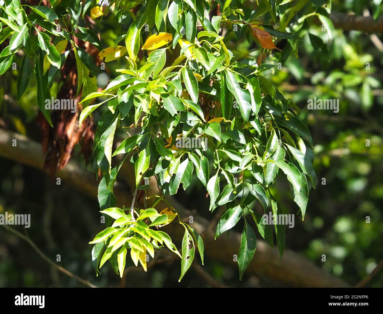 Evergreen tropical ash (Fraxinus griffithii Stock Photo - Alamy