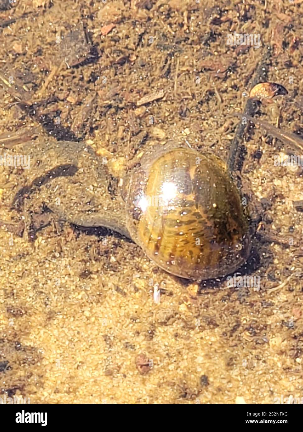 Pond Snails, Bladder Snails, and Allies (Lymnaeoidea Stock Photo - Alamy