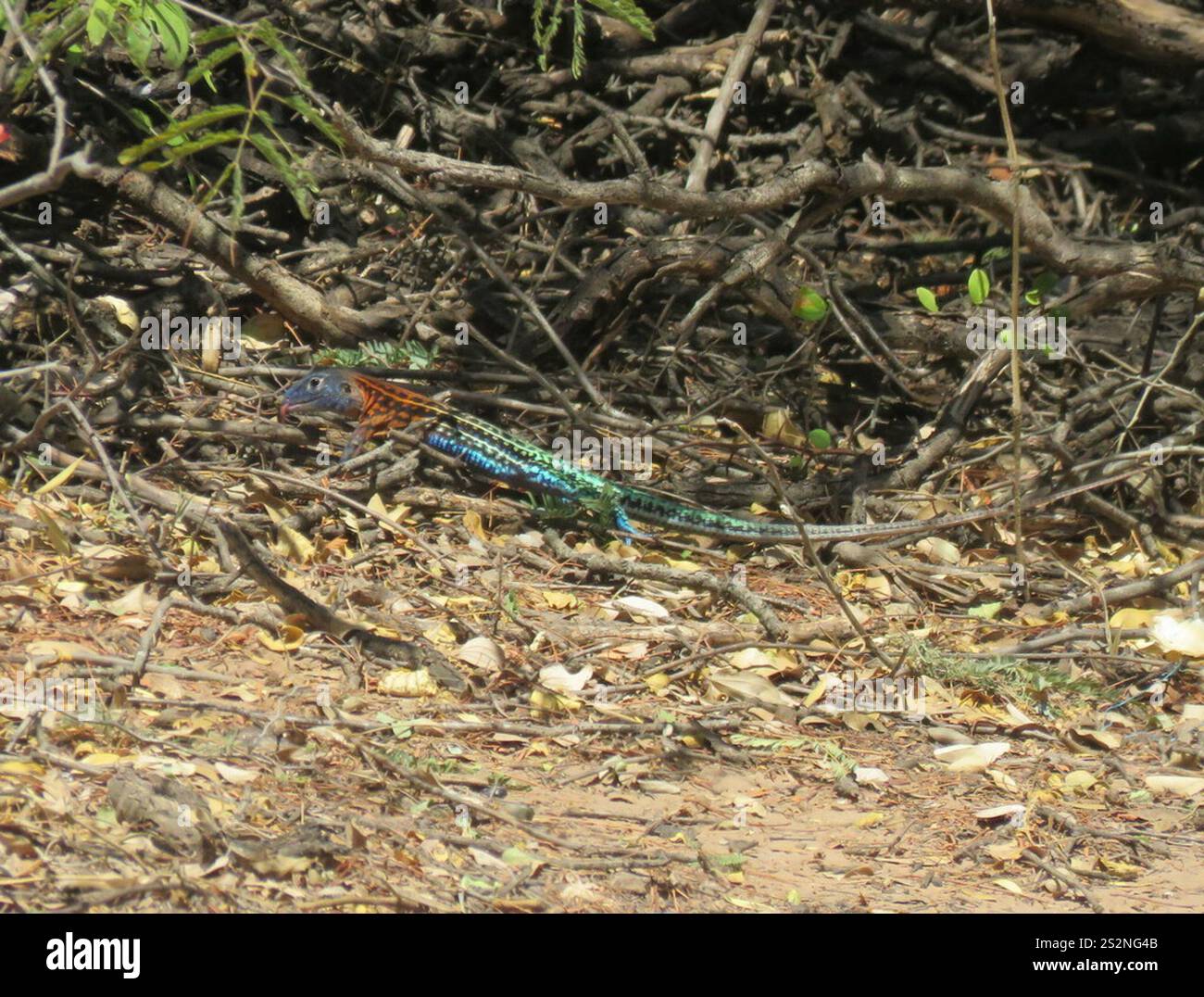 Teius teyou hi-res stock photography and images - Alamy