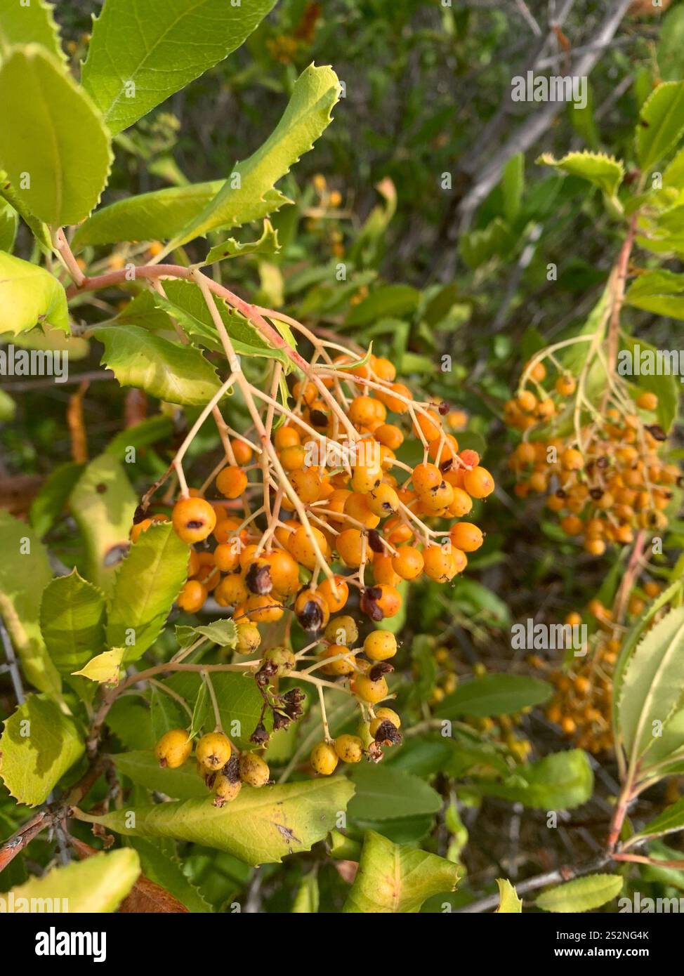 Heteromeles arbutifolia toyon hi-res stock photography and images - Alamy