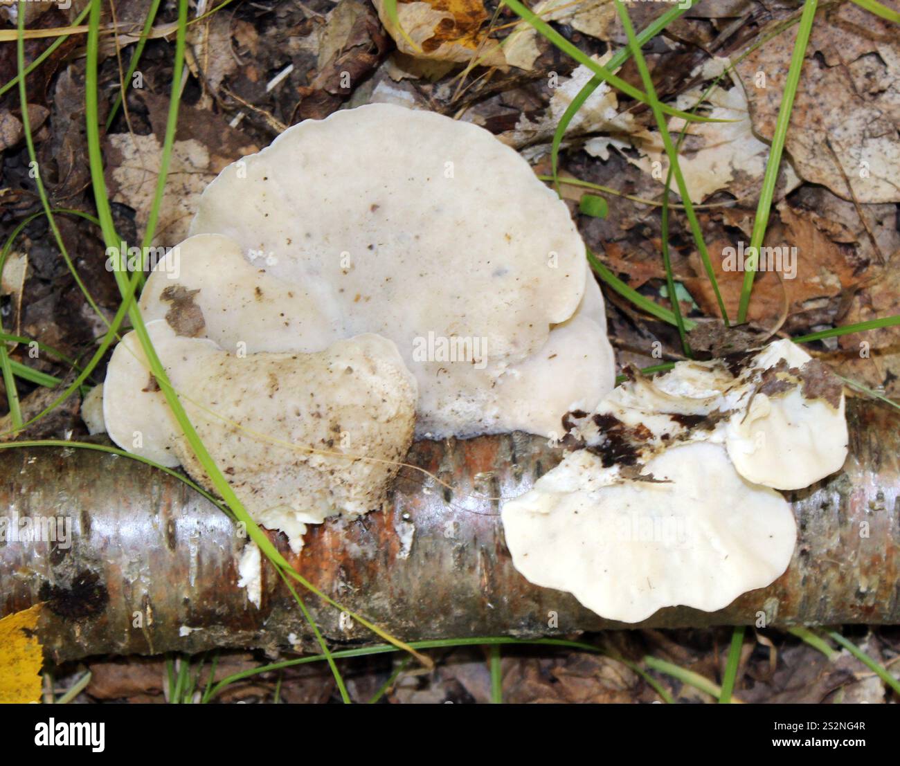 White Cheese Polypore (Tyromyces chioneus Stock Photo - Alamy