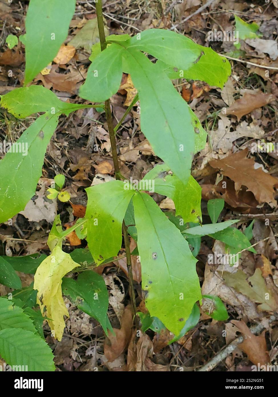tall rattlesnake root (Nabalus altissimus Stock Photo - Alamy