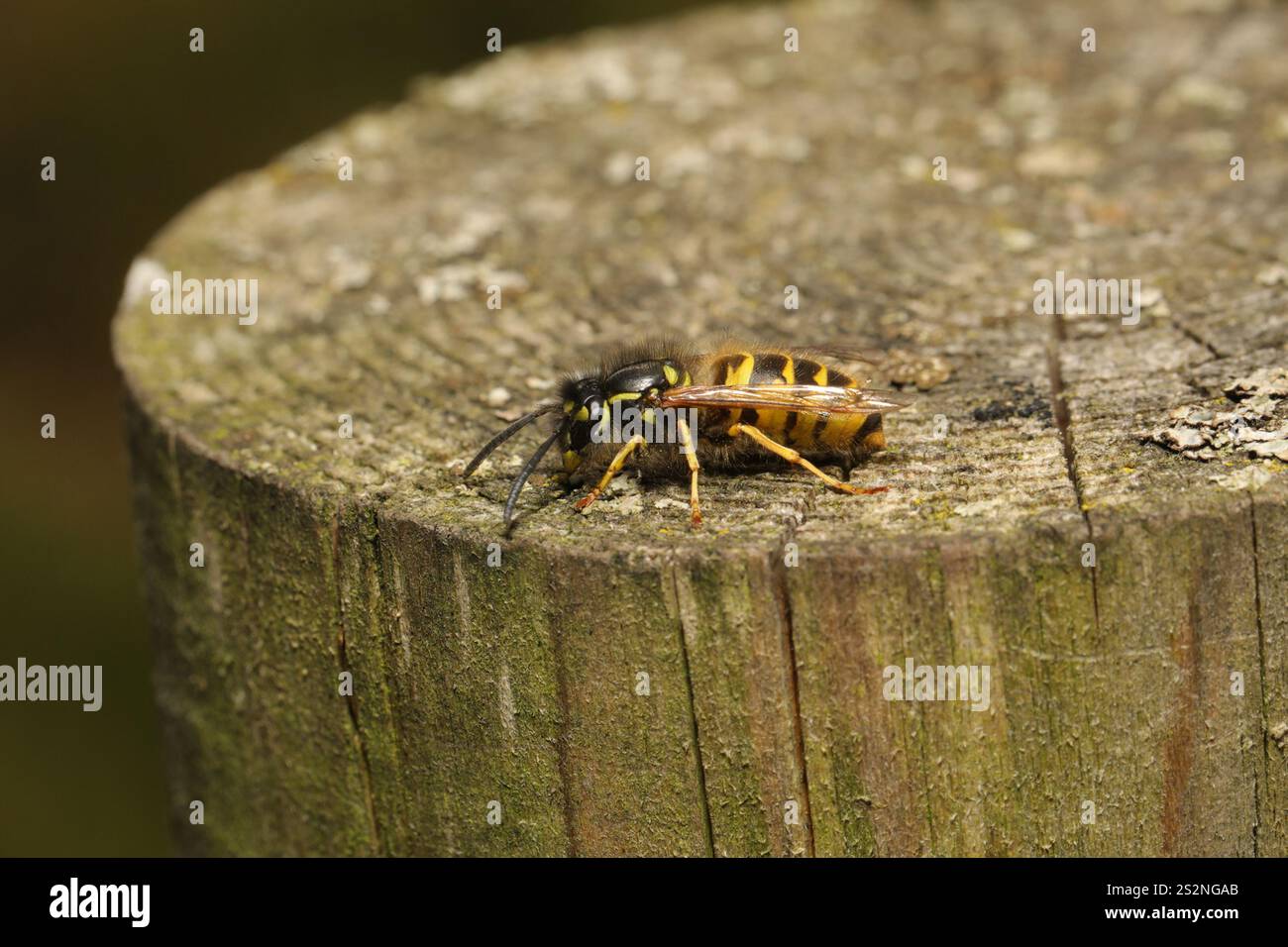 Common European Yellowjacket (Vespula vulgaris Stock Photo - Alamy