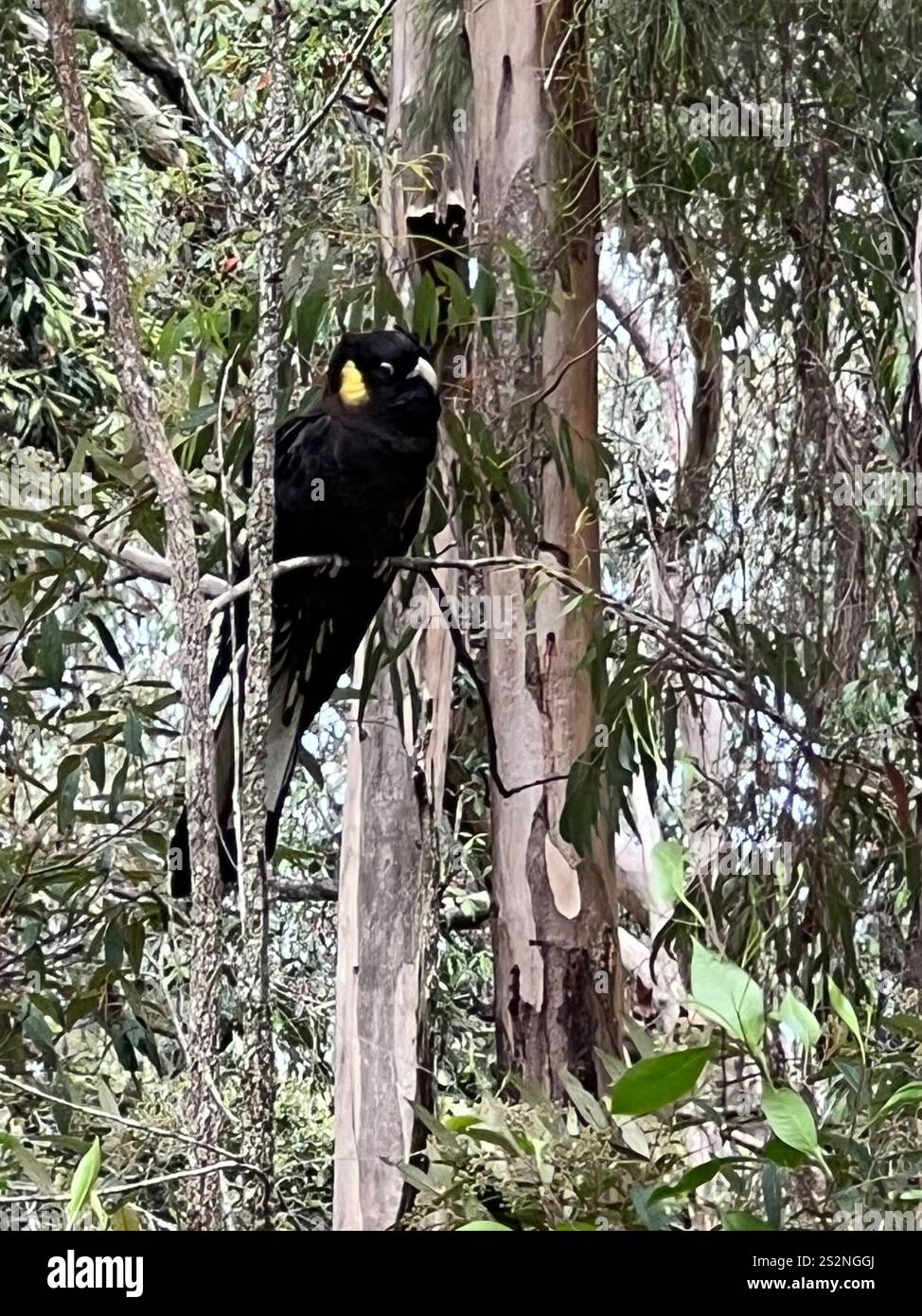Yellow-tailed Black Cockatoo (Zanda funerea Stock Photo - Alamy