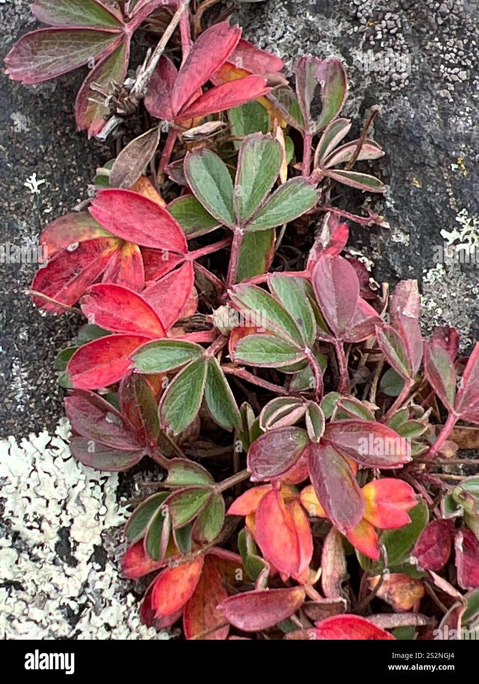 three-toothed cinquefoil (Sibbaldiopsis tridentata Stock Photo - Alamy