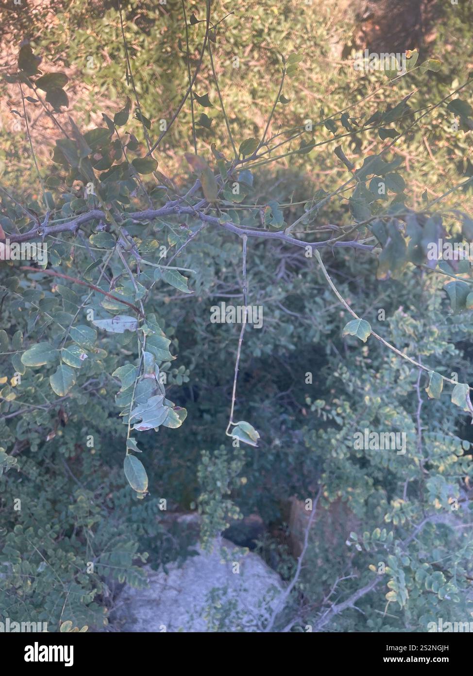 New Mexico locust (Robinia neomexicana Stock Photo - Alamy