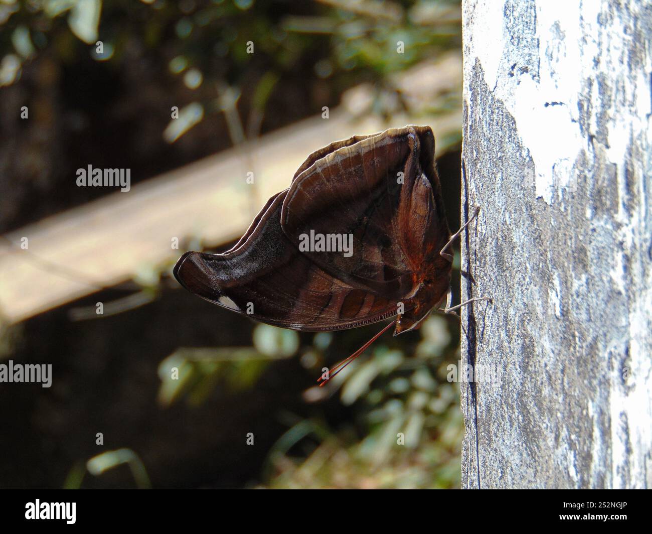 Odius hi-res stock photography and images - Alamy