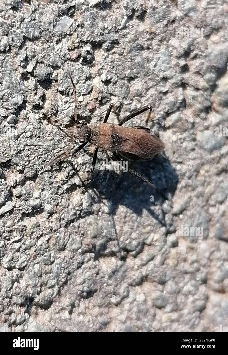 ant bug (Alydus calcaratus Stock Photo - Alamy