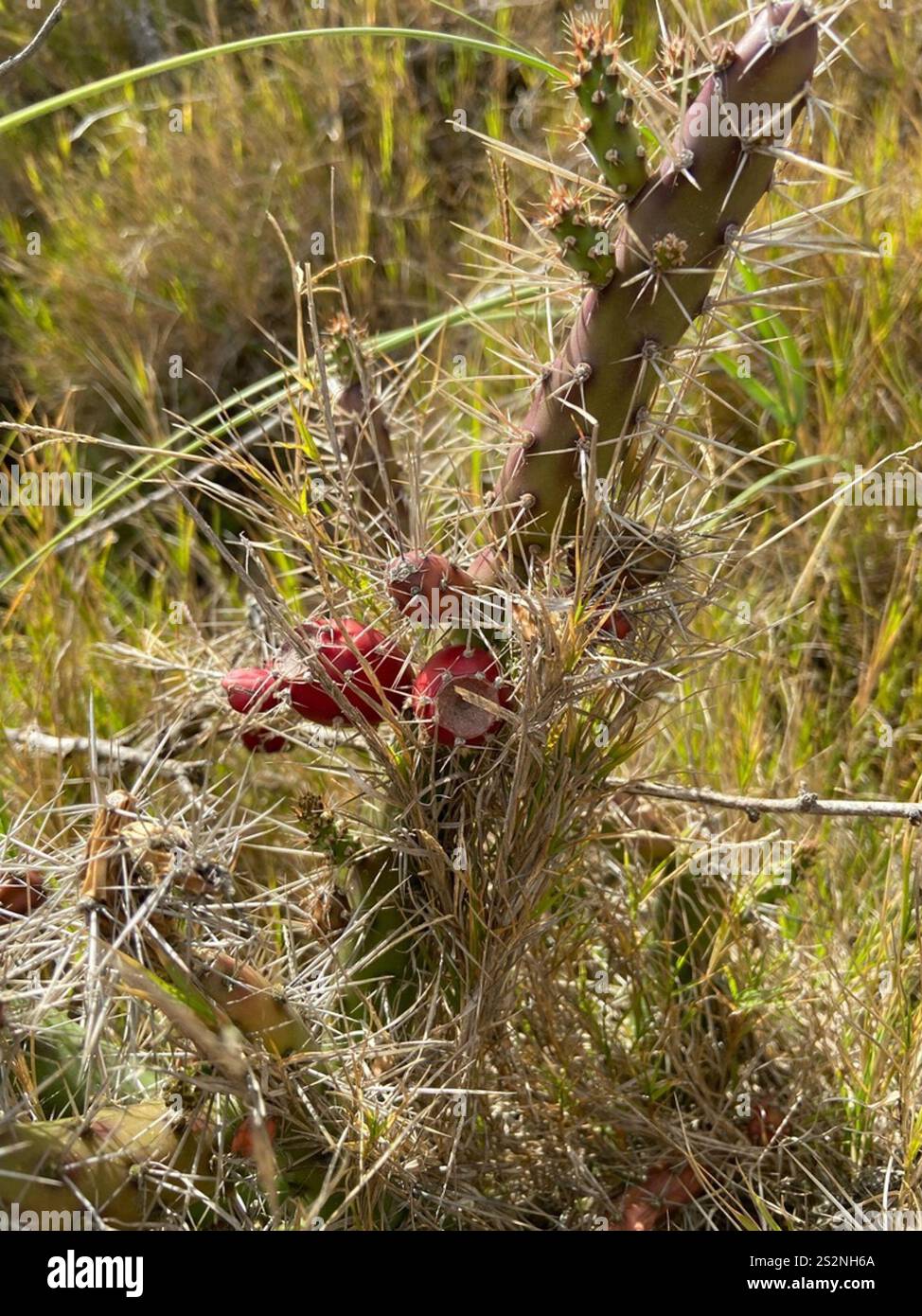 Tiger pear hi-res stock photography and images - Alamy