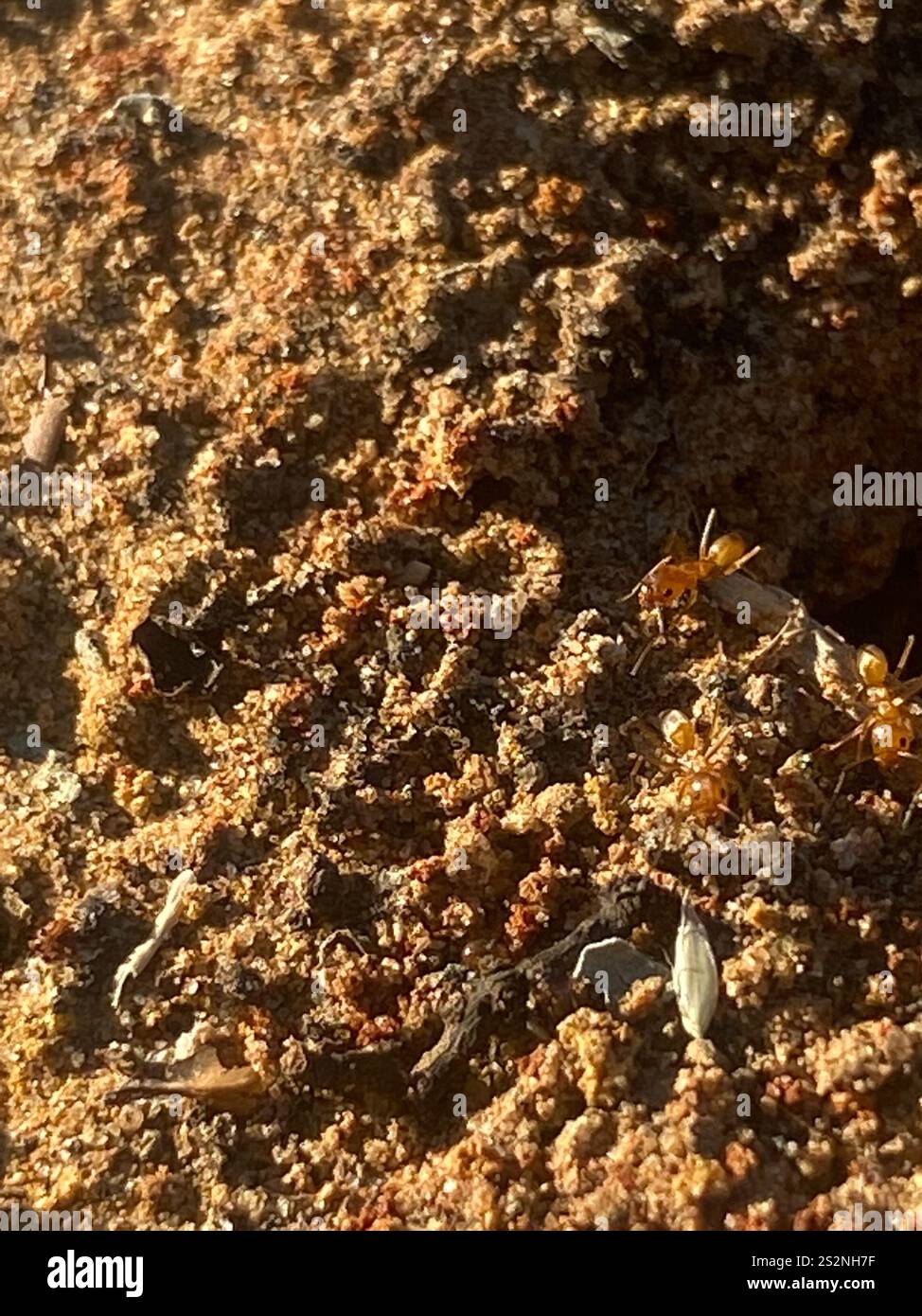 Yellow Pyramid Ant (Dorymyrmex flavus Stock Photo - Alamy