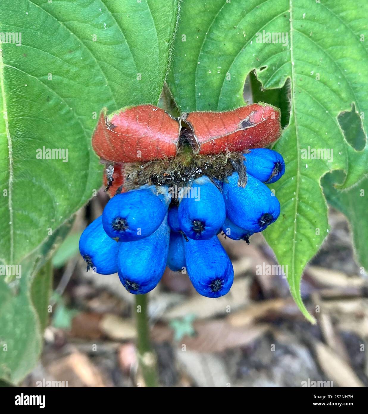 sore-mouth bush (Palicourea tomentosa Stock Photo - Alamy